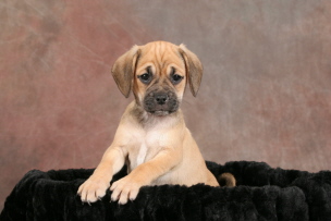 Puggle Portraits Pg 1