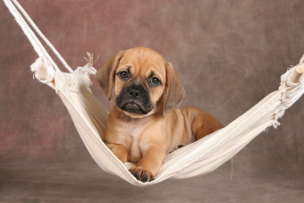 Puggle Portraits Pg 1